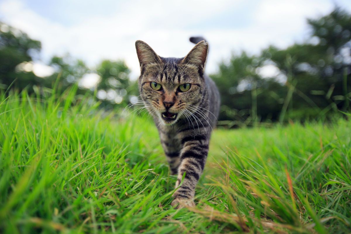 step by step | GANREF