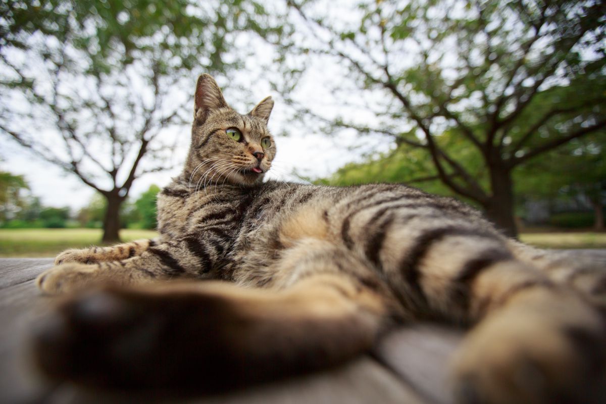 Excellent Model | GANREF