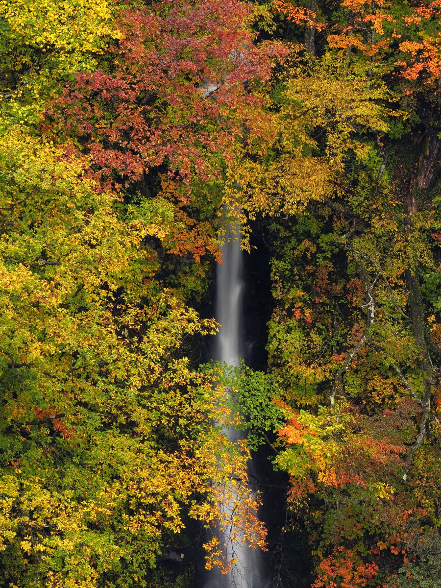 紅葉の滝 | GANREF