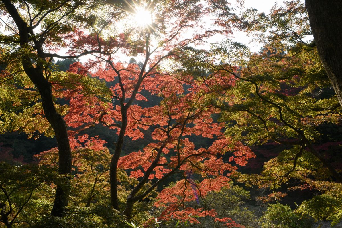 紅葉 2017 | GANREF