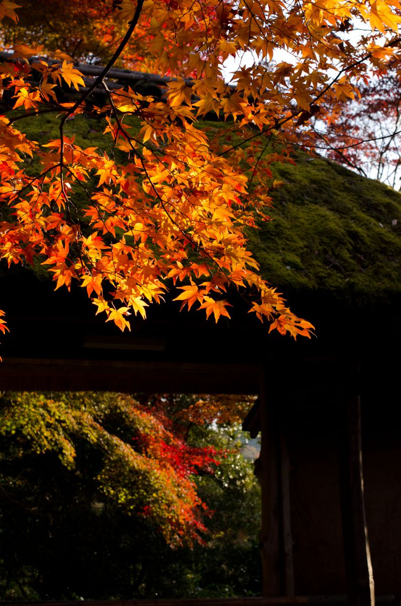 向こう側とこちら側 | GANREF