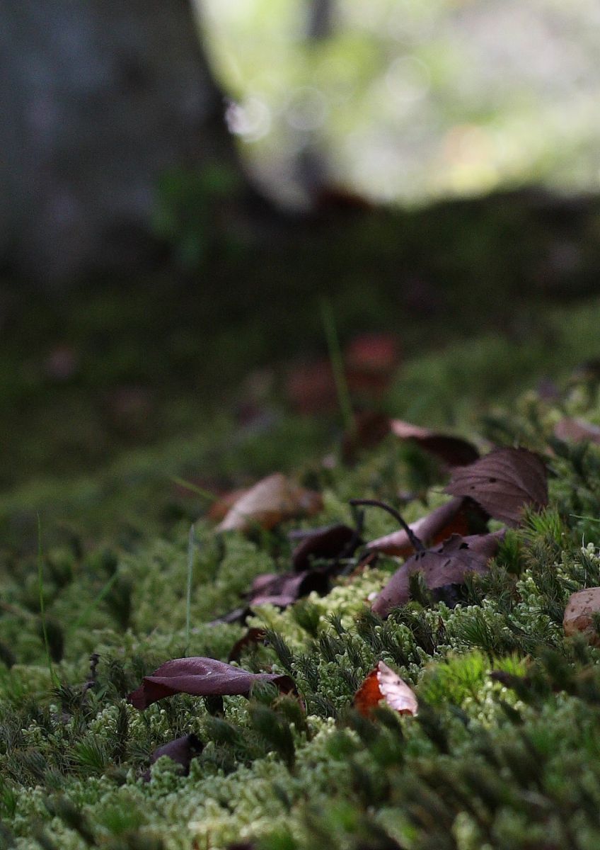 秋近し.JPG | GANREF