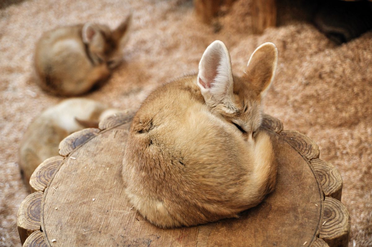 Sleeping♪ Sleeping♪ | GANREF