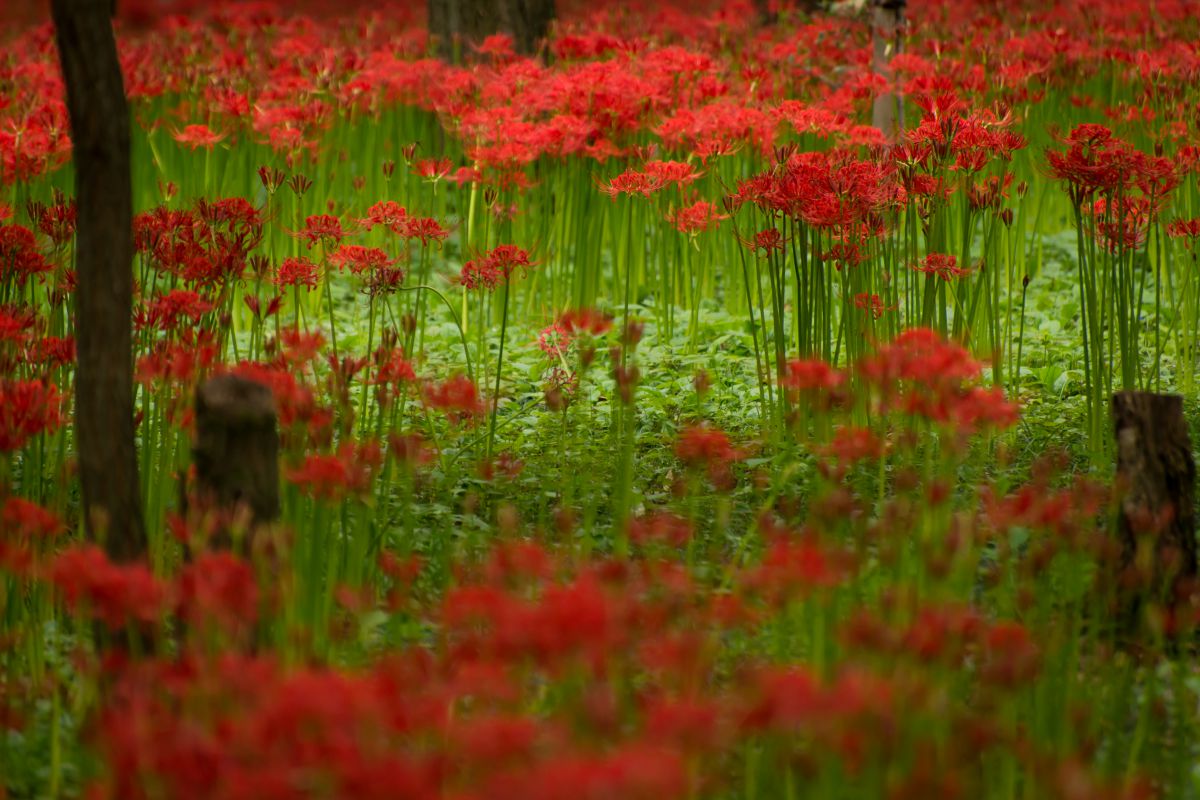 神の降りる場所 | GANREF