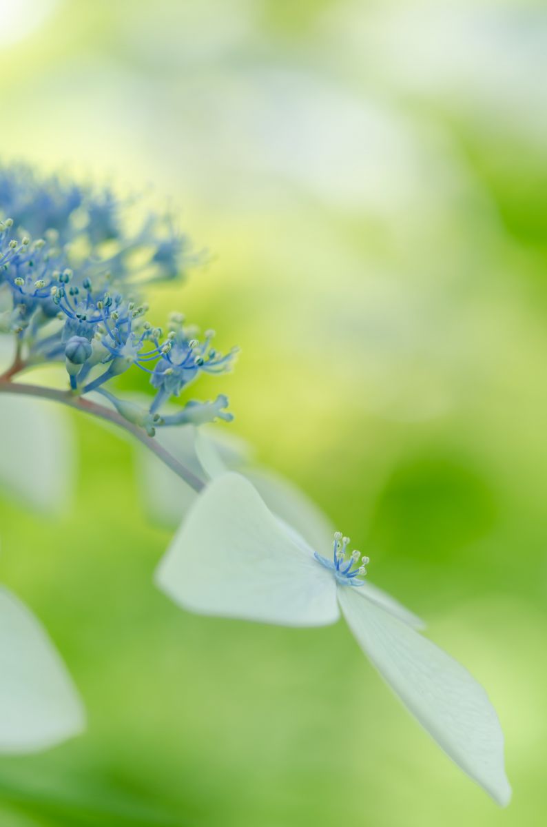 ひとひら | GANREF