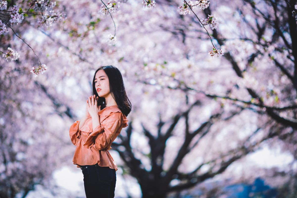 桜、再び | GANREF