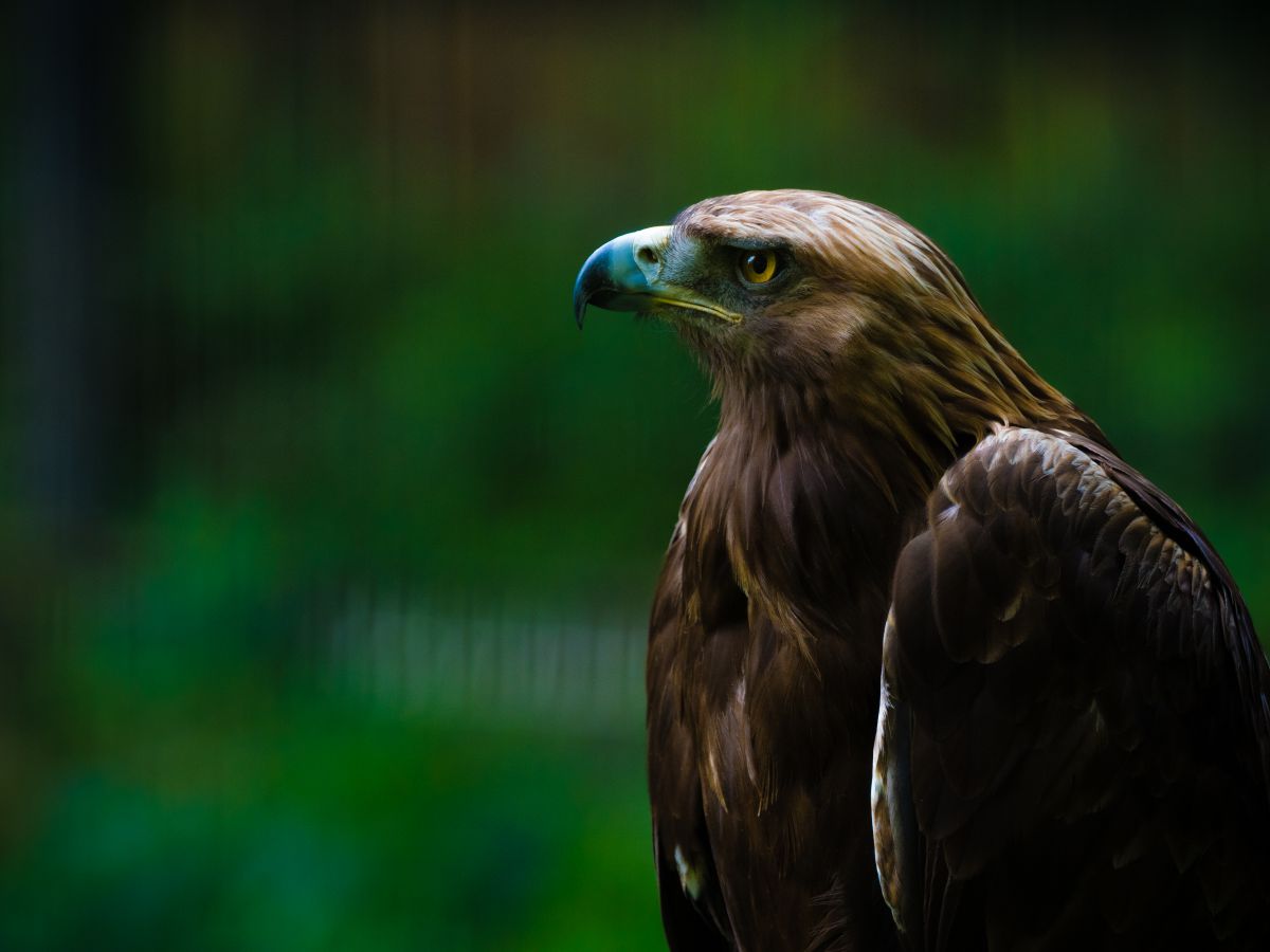 in the deep green | GANREF