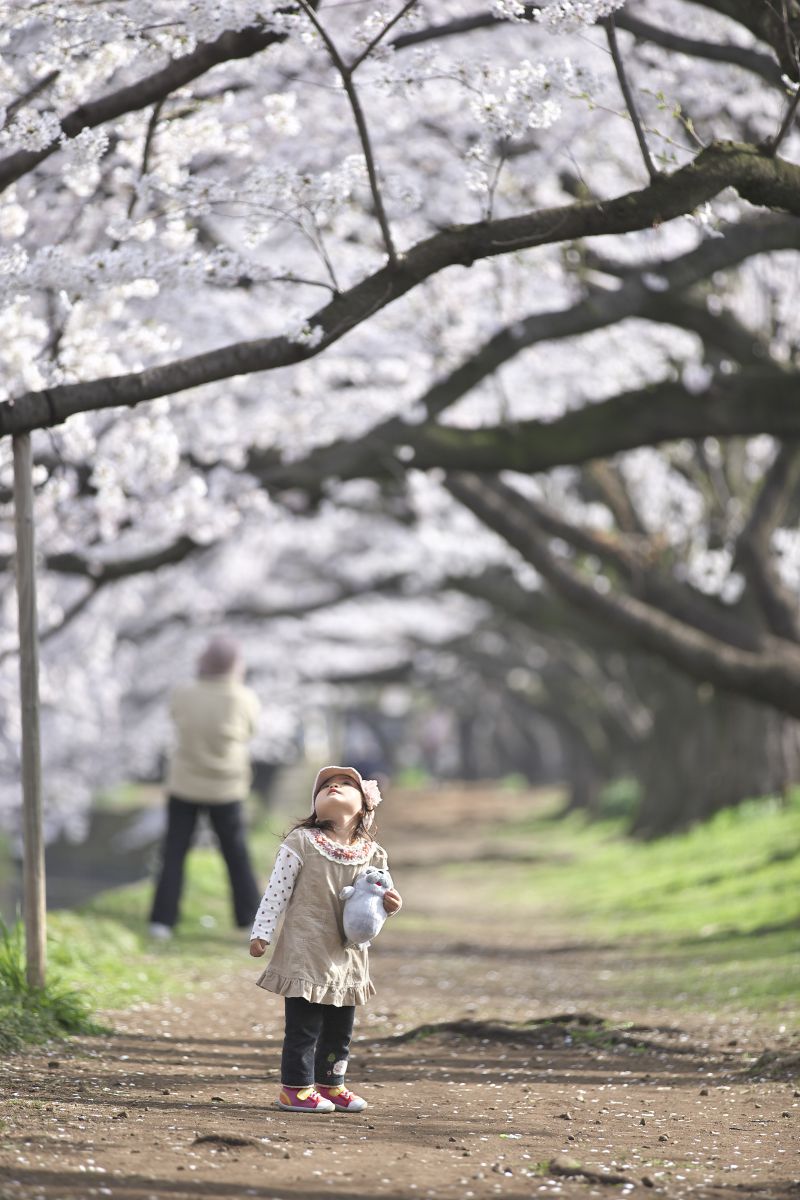 桜のトンネル | GANREF