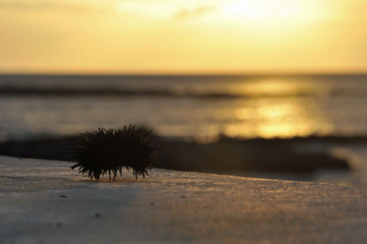 夕焼けのうに | GANREF