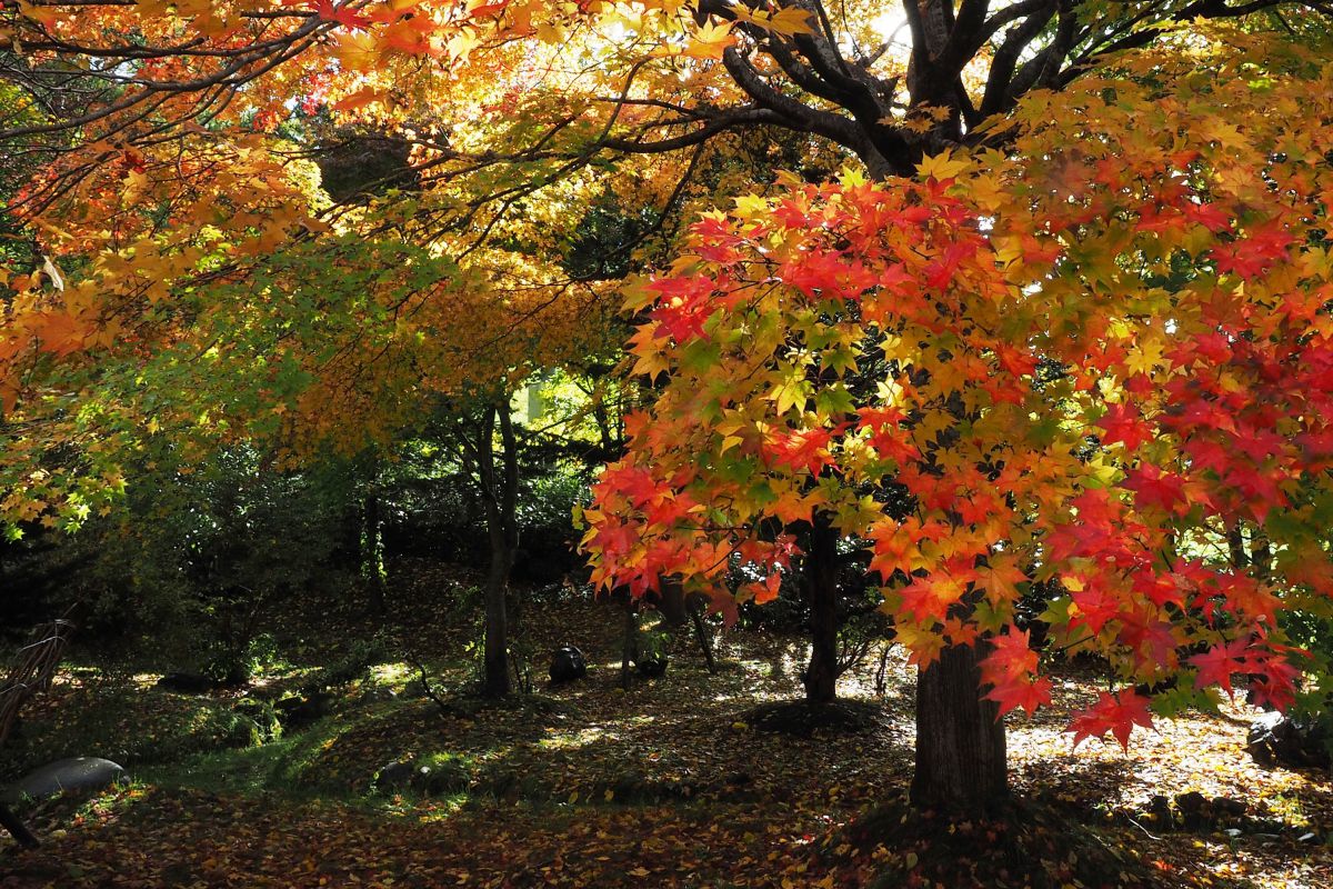 Japanese maple | GANREF