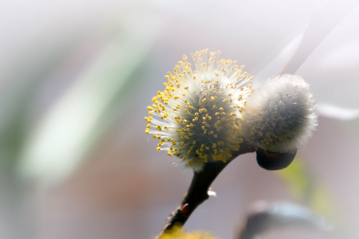 Pussy Willow | GANREF