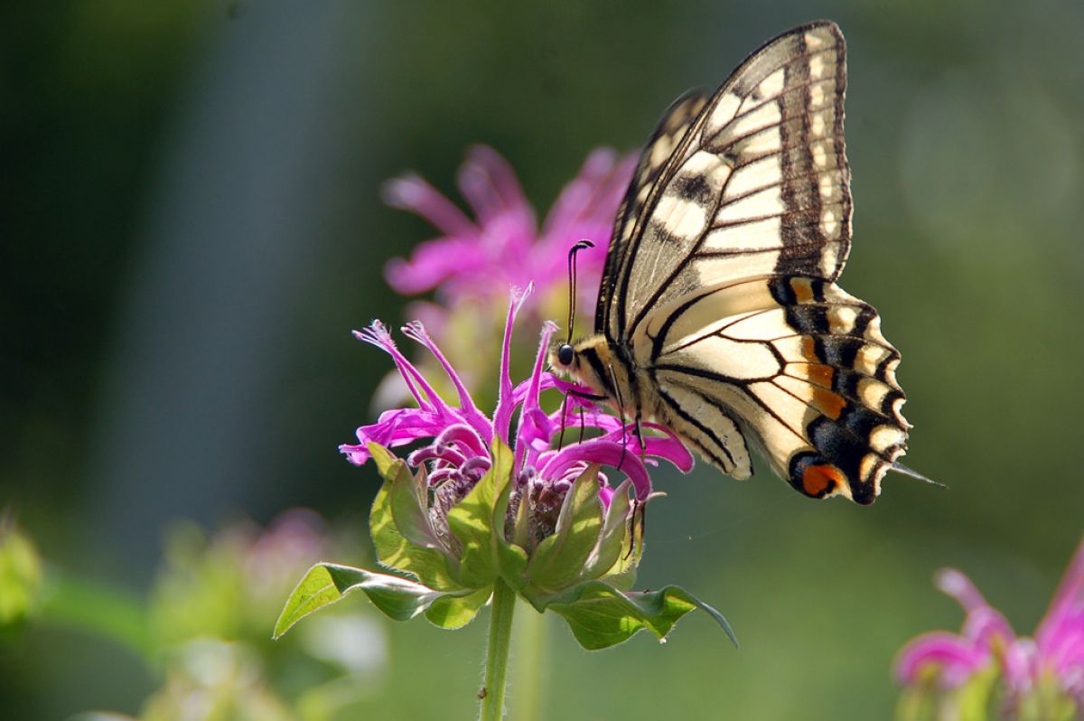 Beautiful butterfly | GANREF