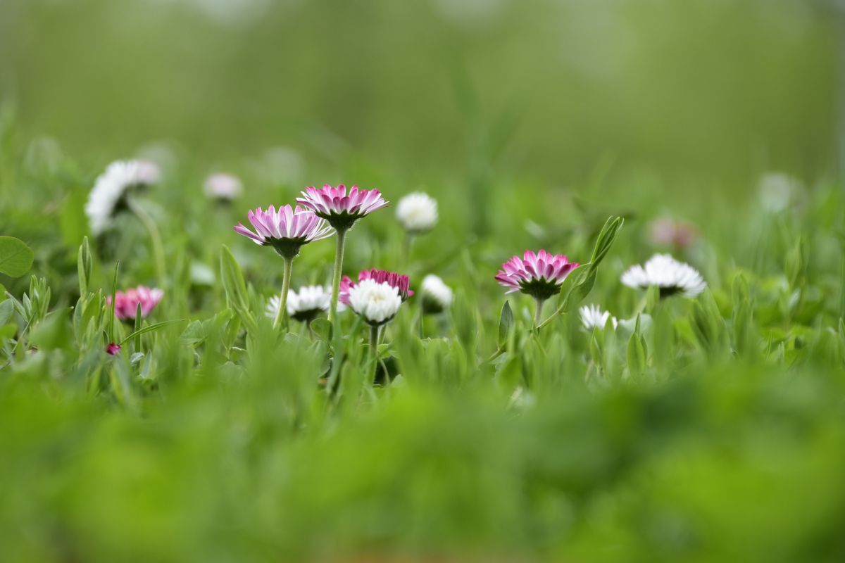 How lovely!! | GANREF