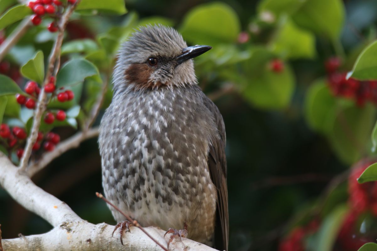 TAMRON試し撮り_Part3 | GANREF