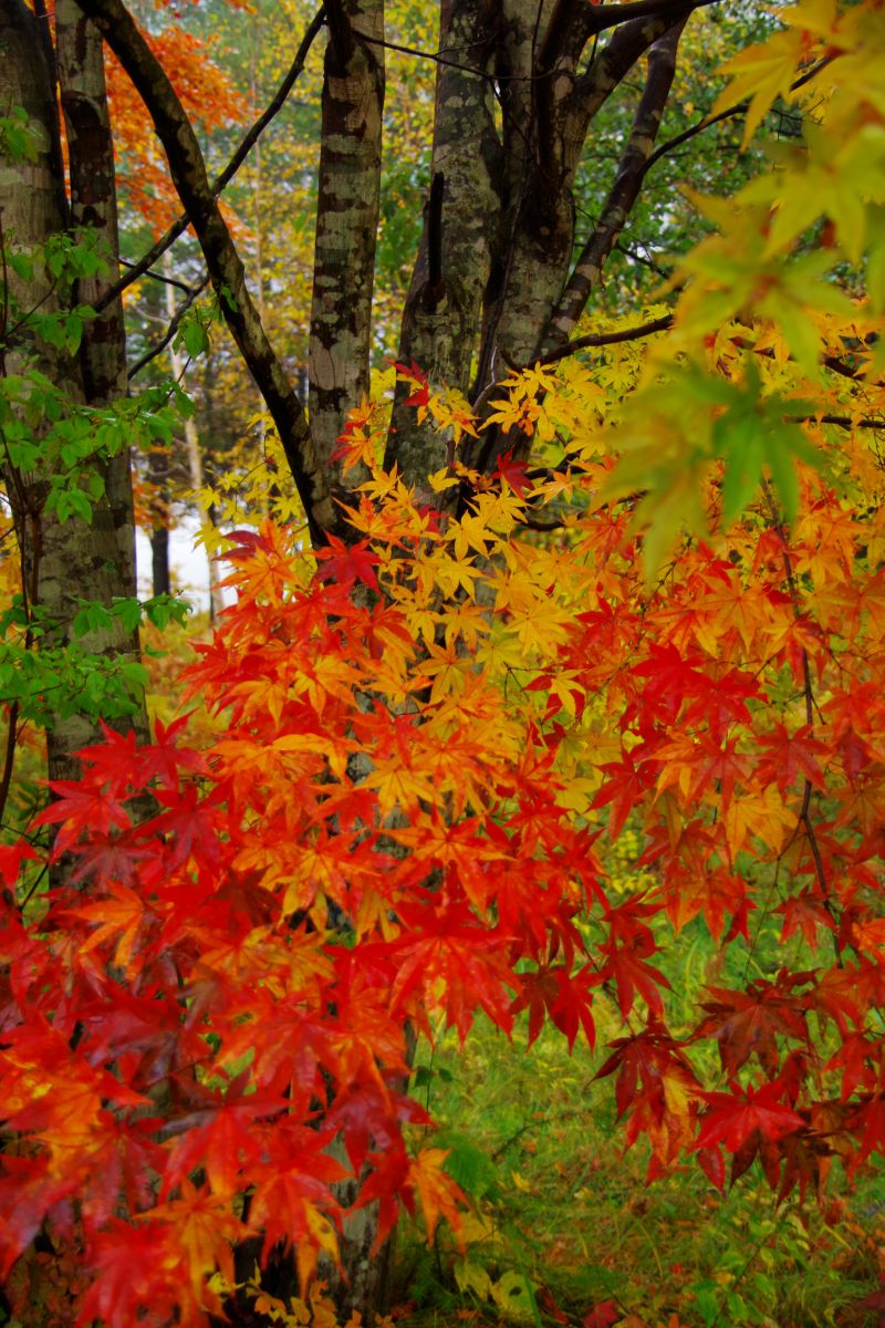 色に酔う | GANREF