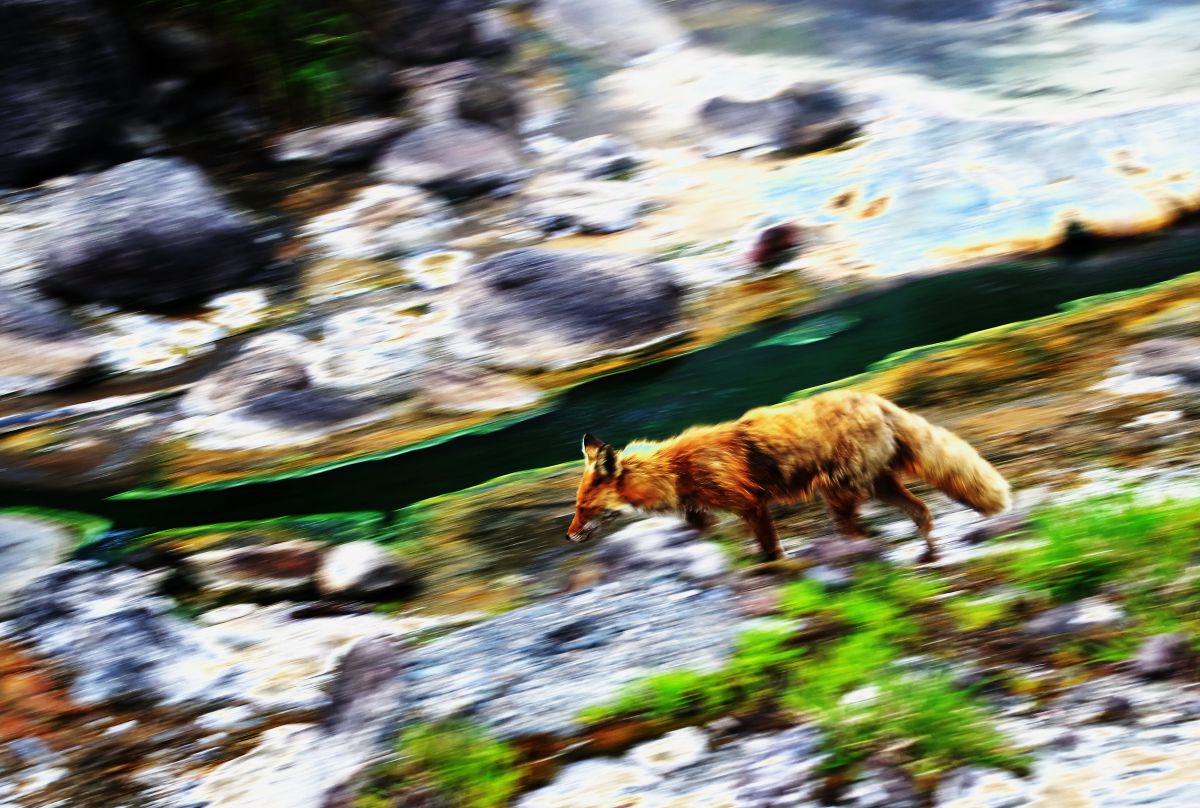 A Lonely Fox | GANREF