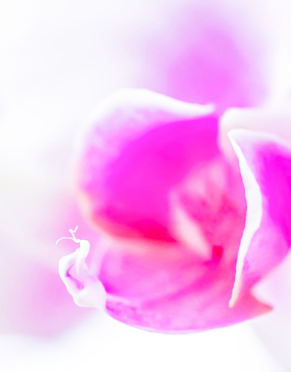 Belly dance | GANREF