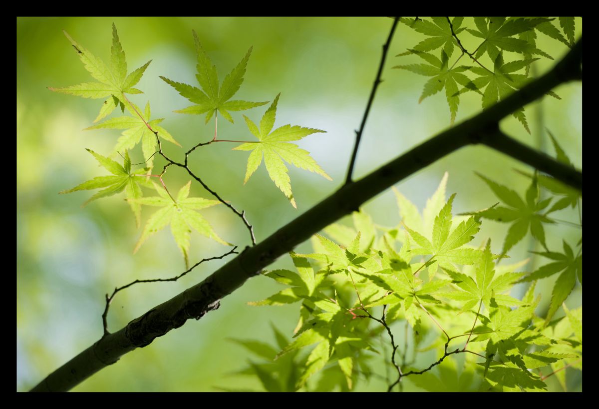 初夏の兆し | GANREF