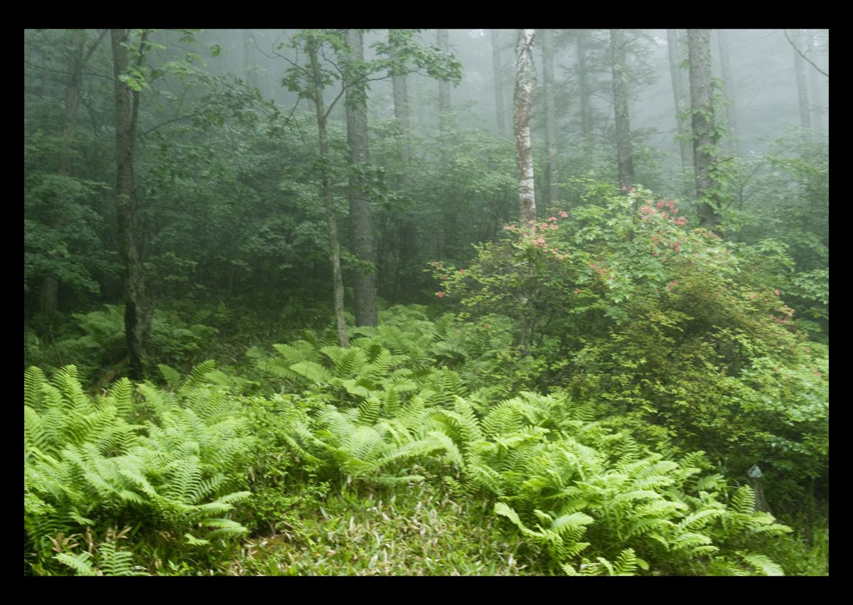 Rainy Forest | GANREF