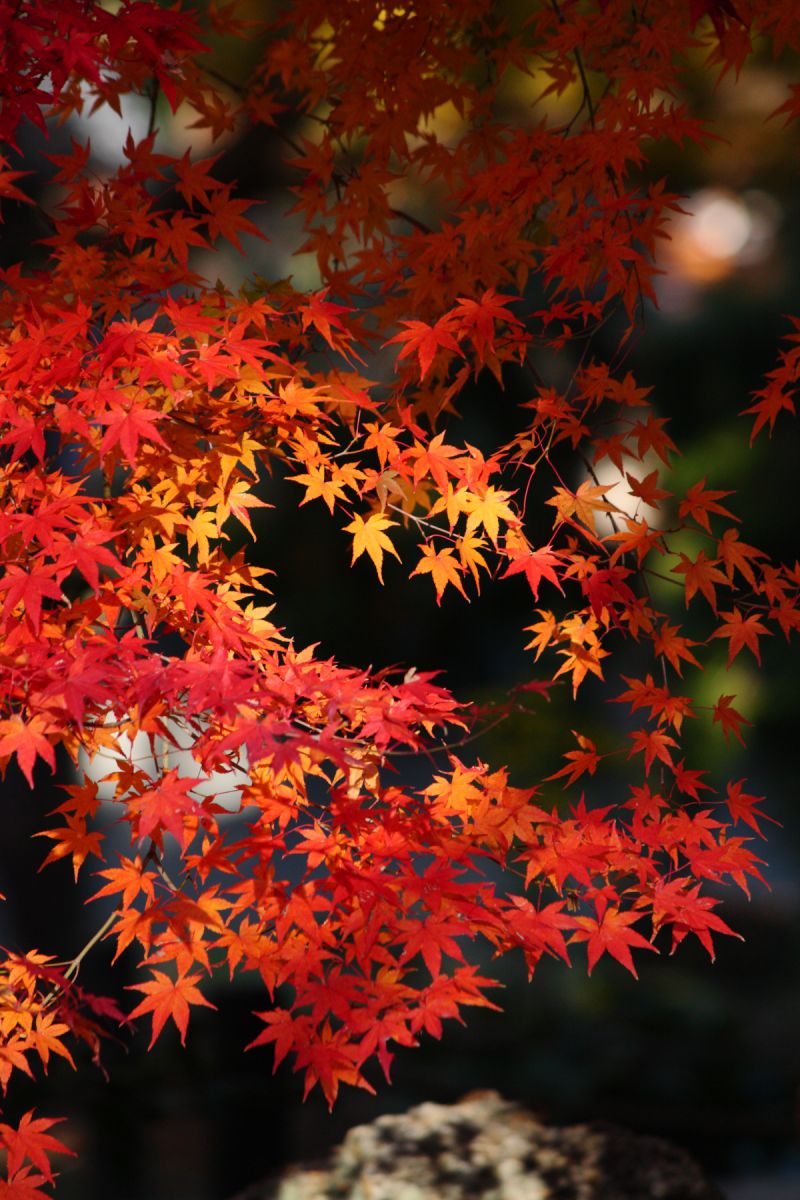 南禅寺にて | GANREF