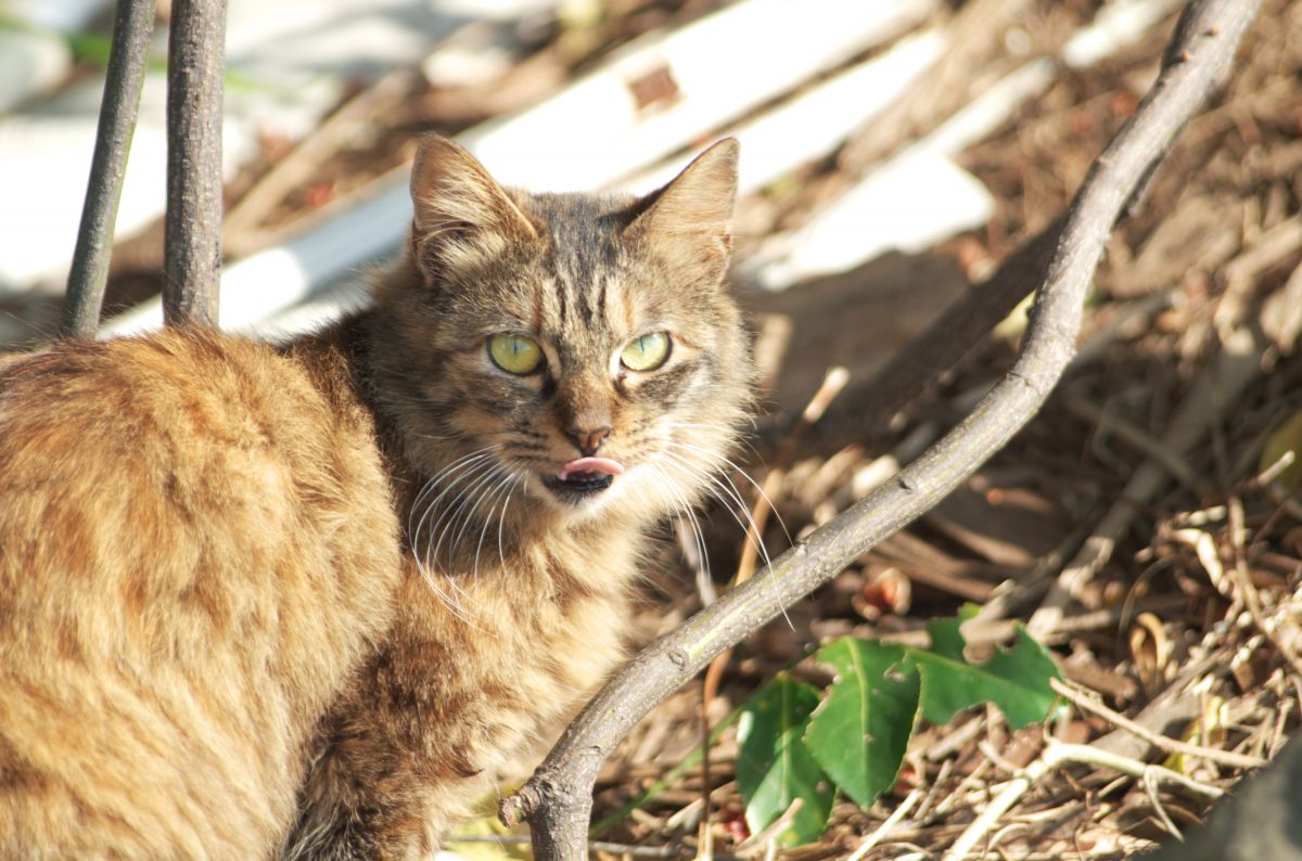 ぺろろん | GANREF