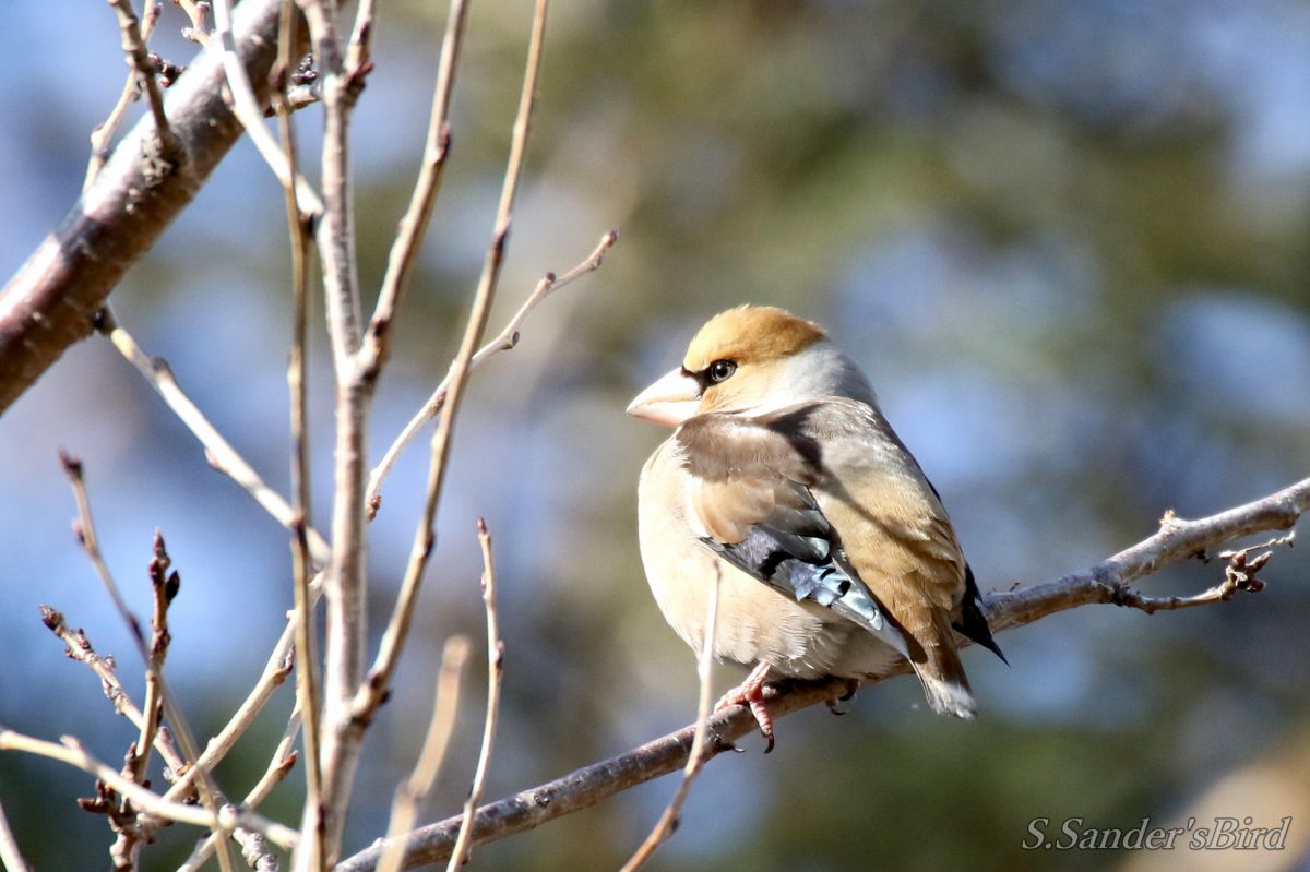 しめしめ・・・^^ | GANREF