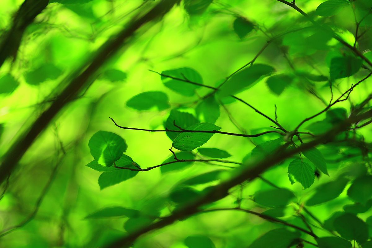 Green♪Green♪ | GANREF