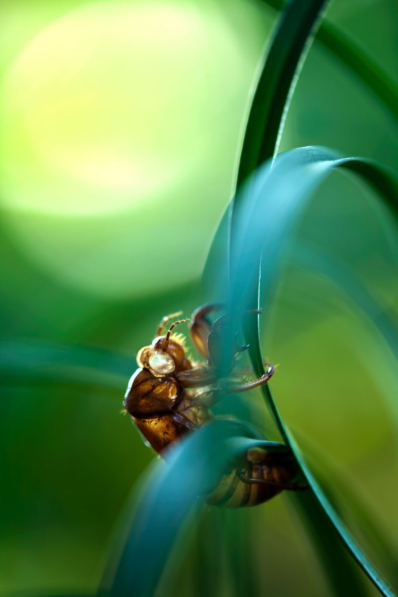 Green Monster | GANREF