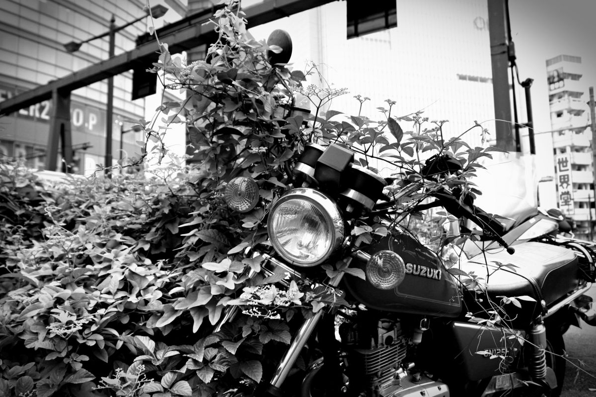 Ivy Motorcycle. | GANREF