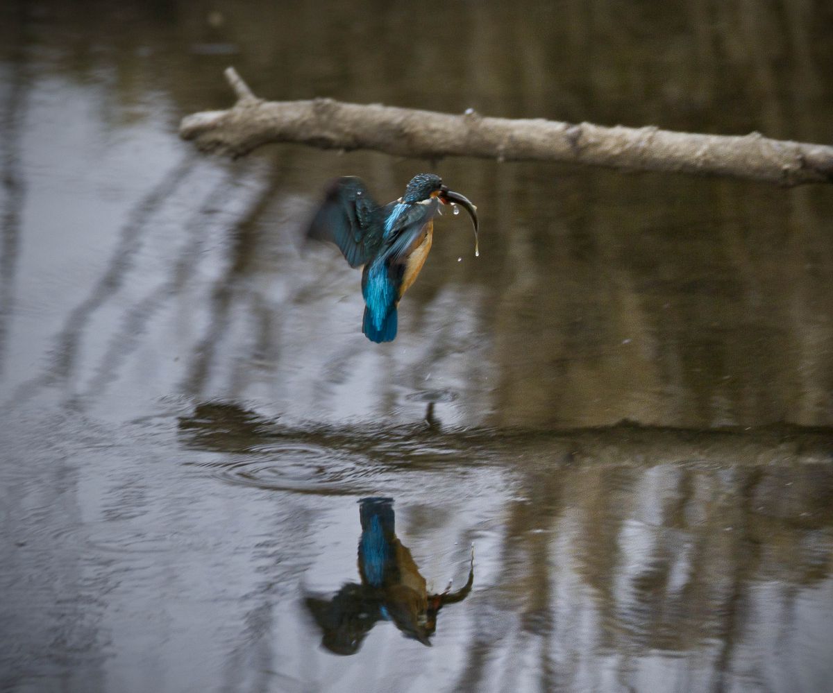 やっと獲れた（撮れた） | GANREF