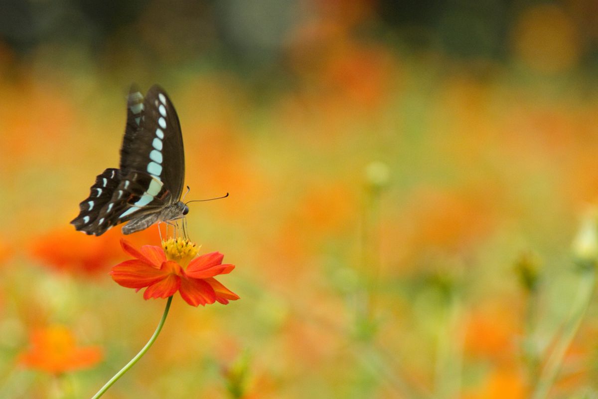 ハニーハンター1 | GANREF