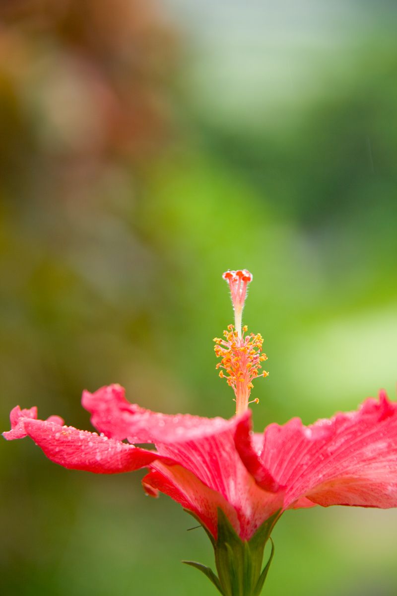 あかばな〜 | GANREF