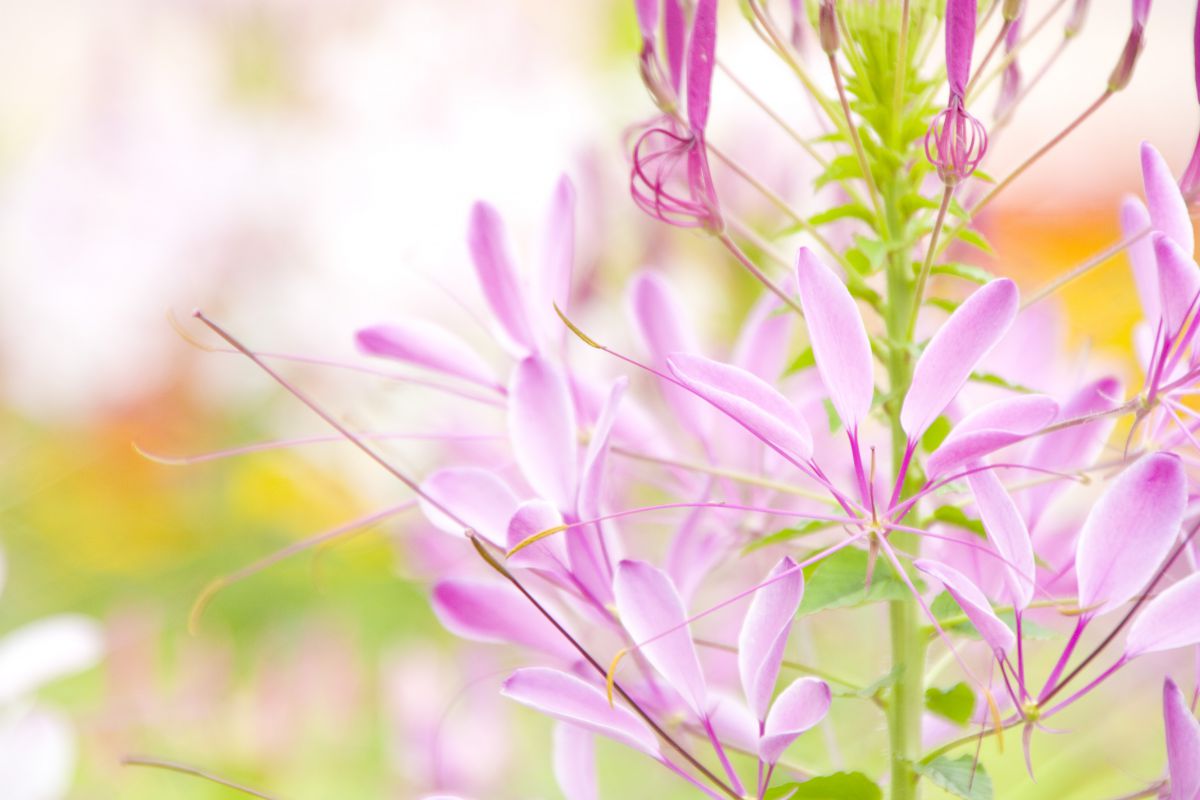 summer pink | GANREF