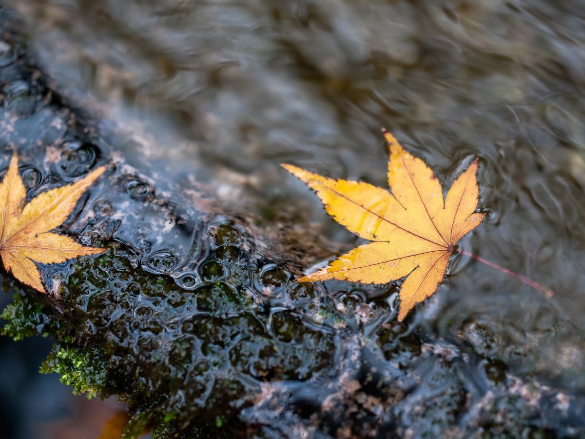 Transitoriness : Japanese maple | GANREF