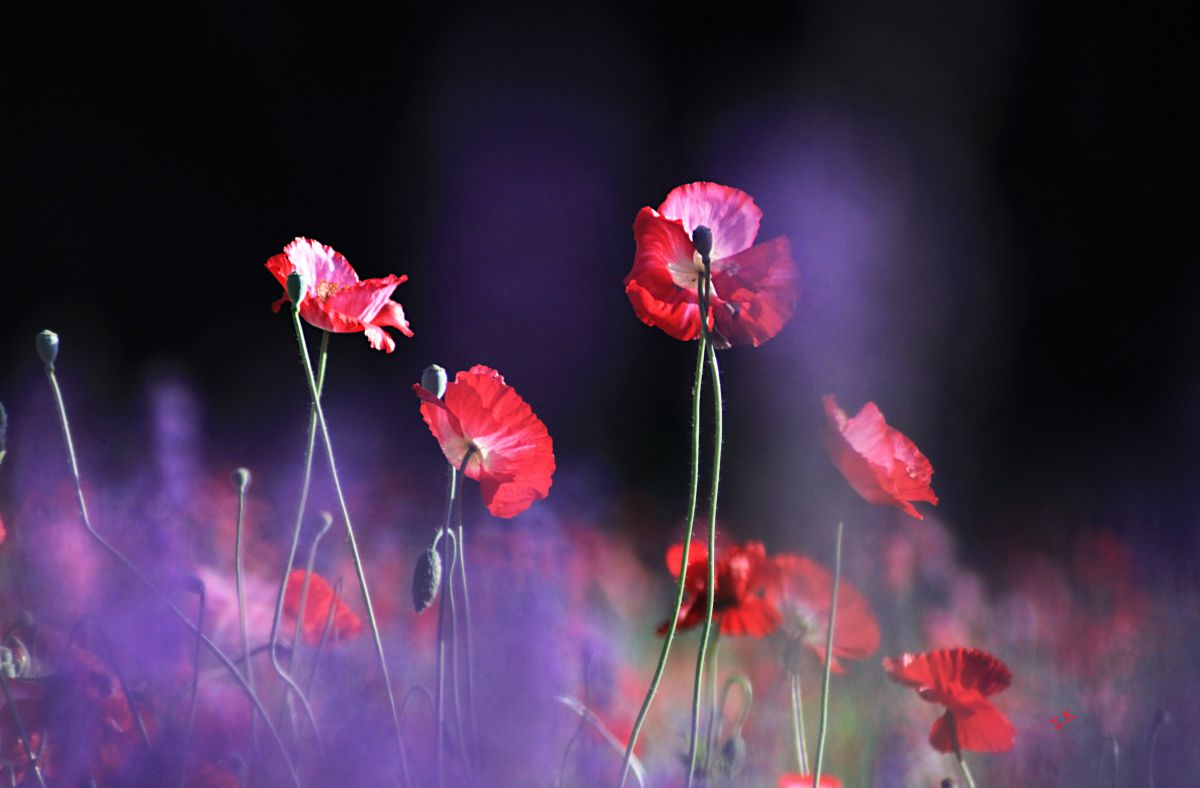 恋の予感 | GANREF