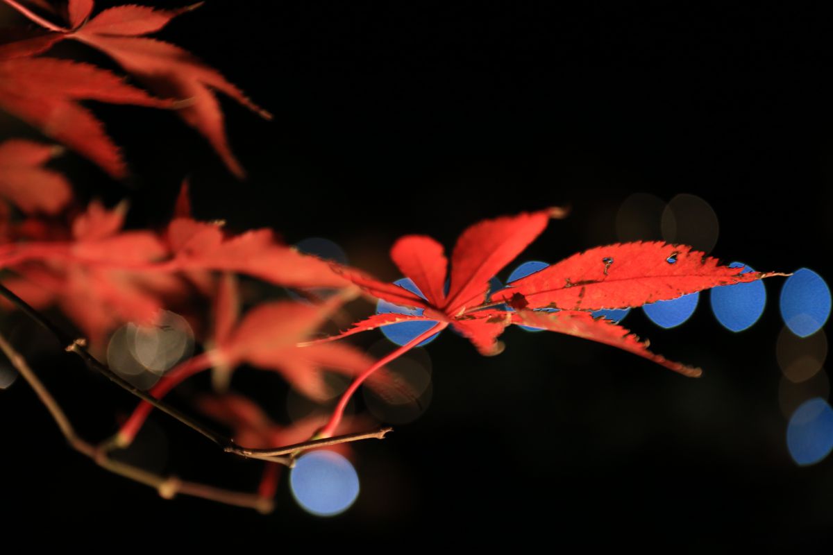 もみじ煌めく | GANREF