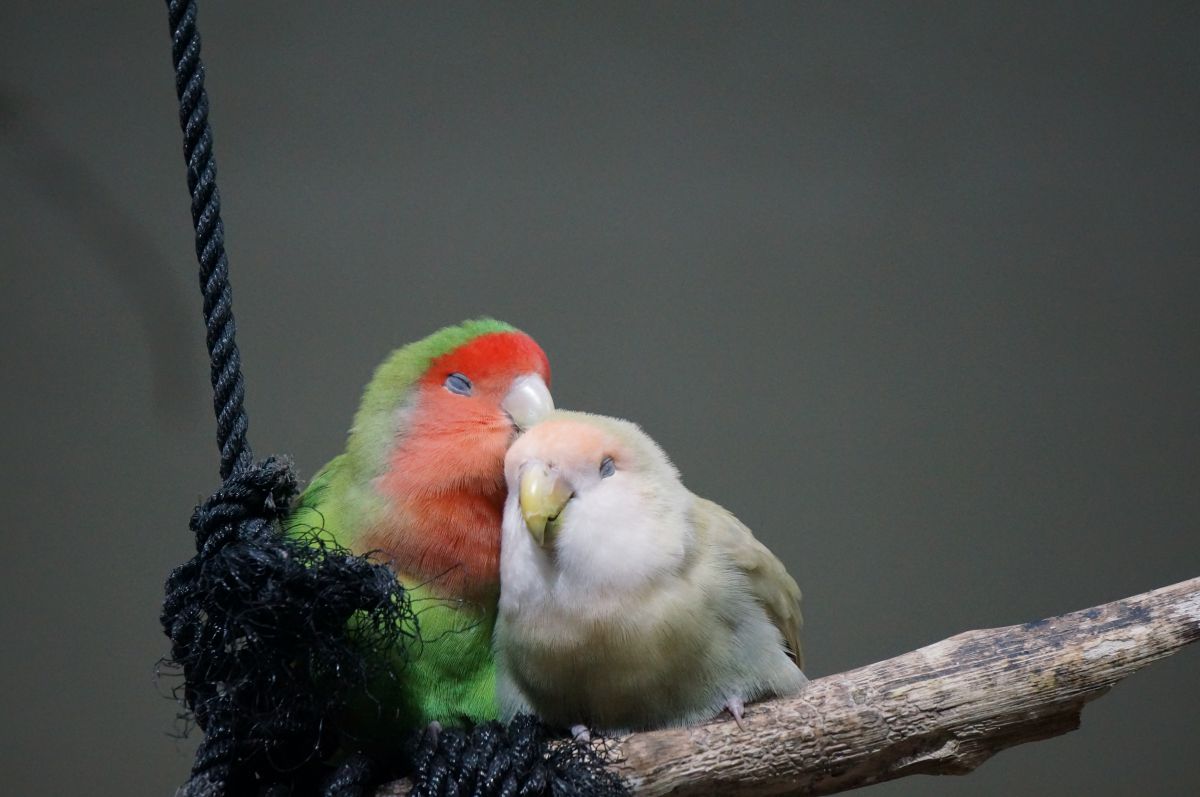Love Birds | GANREF
