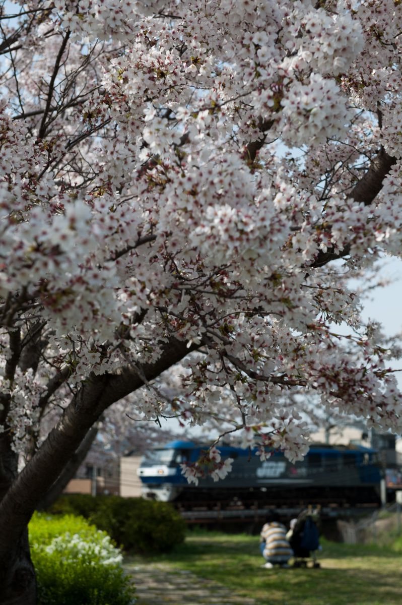 列車見物 | GANREF