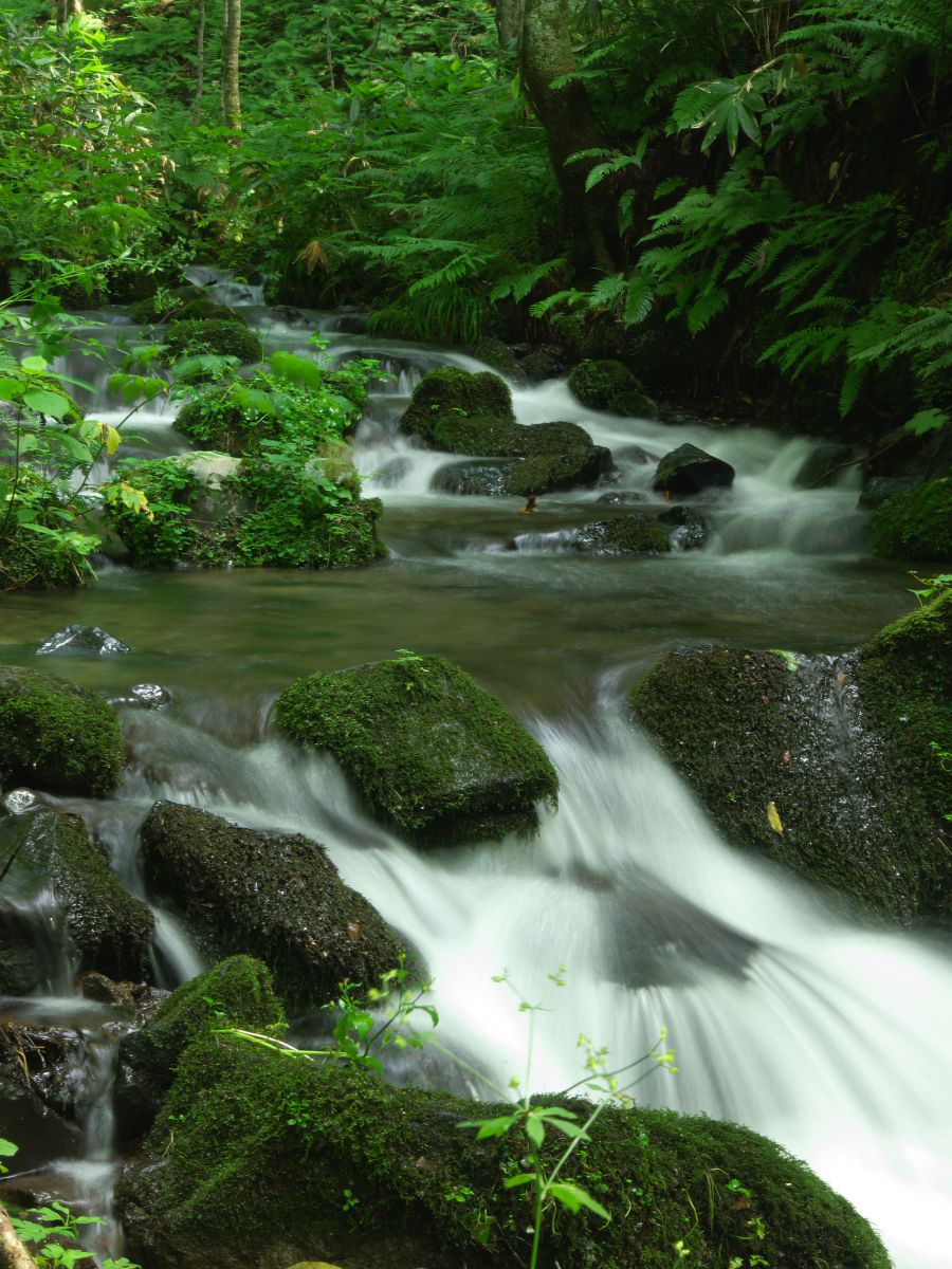 奥入瀬の夏 2 | GANREF