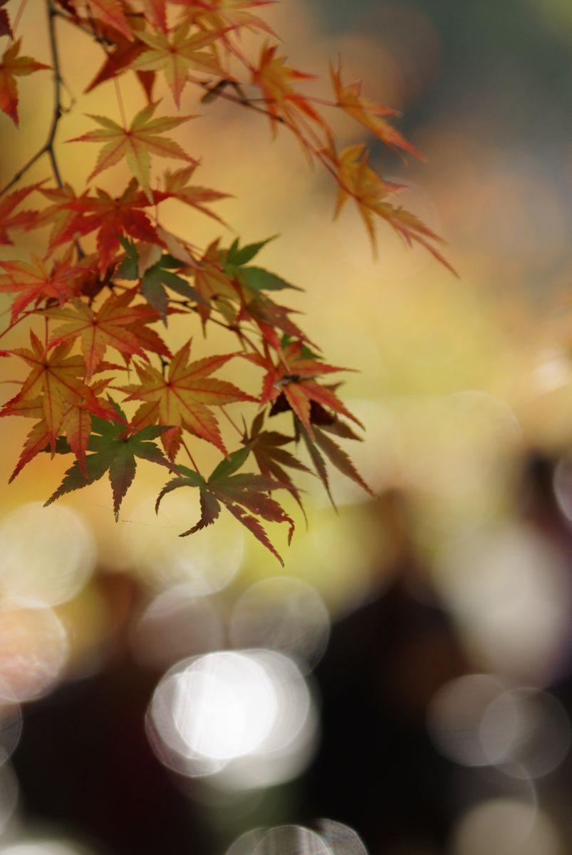 _ポカポカの秋 | GANREF