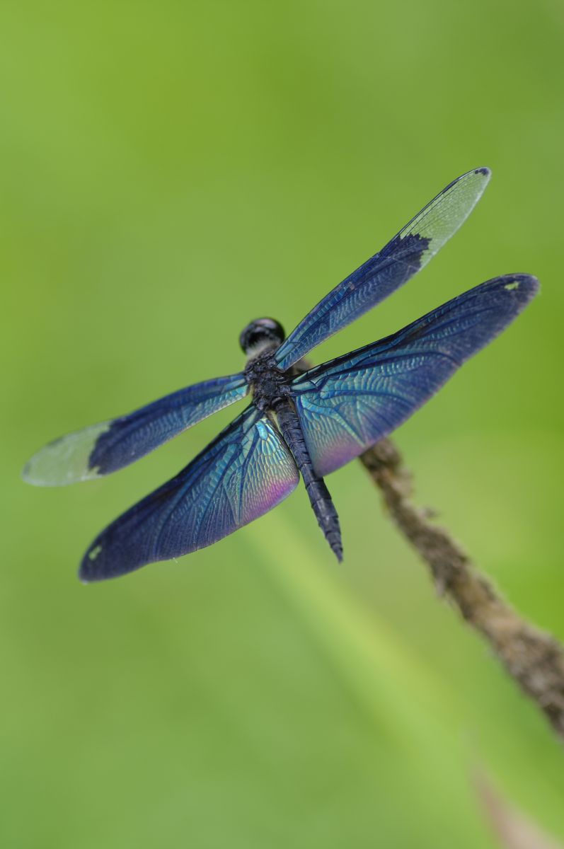 flying jewelry | GANREF