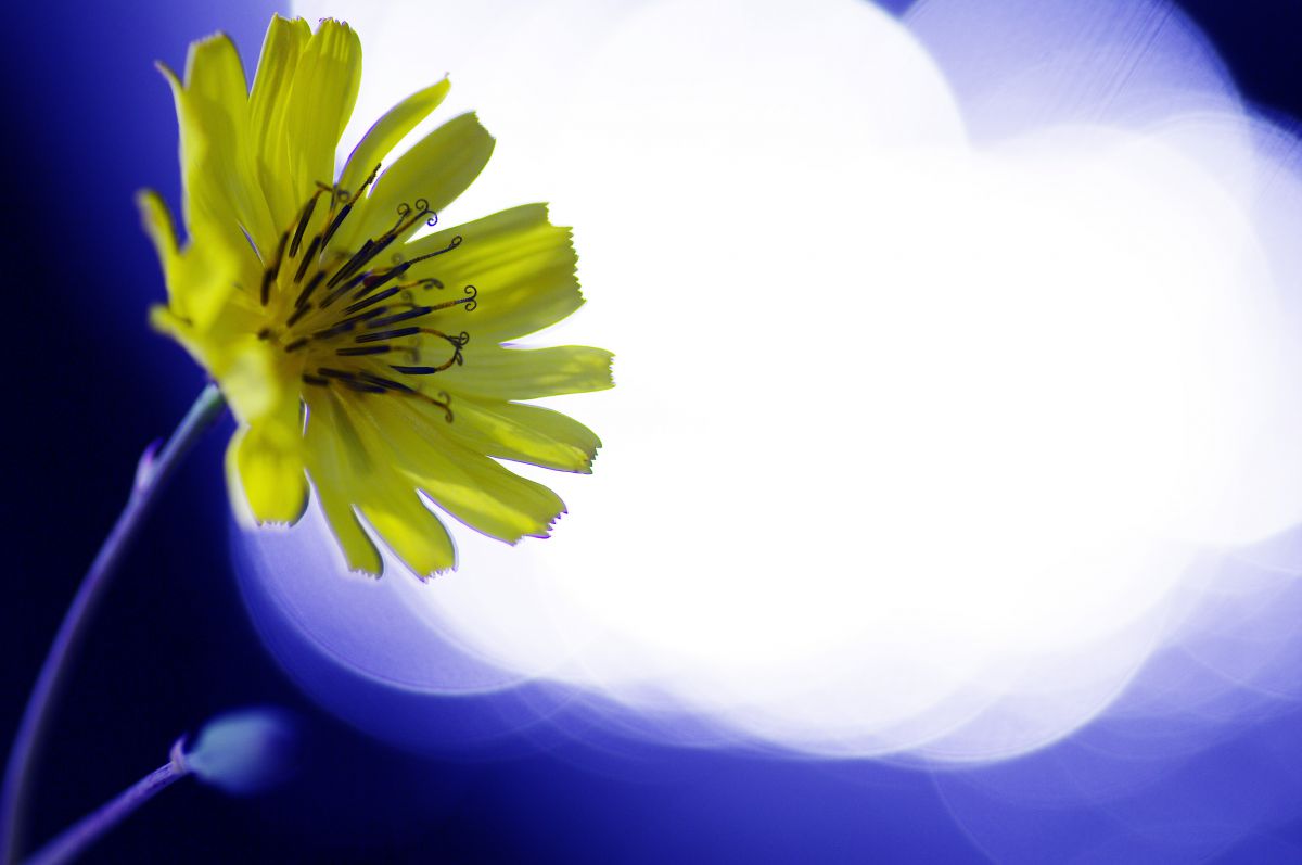 Blue Memory | GANREF