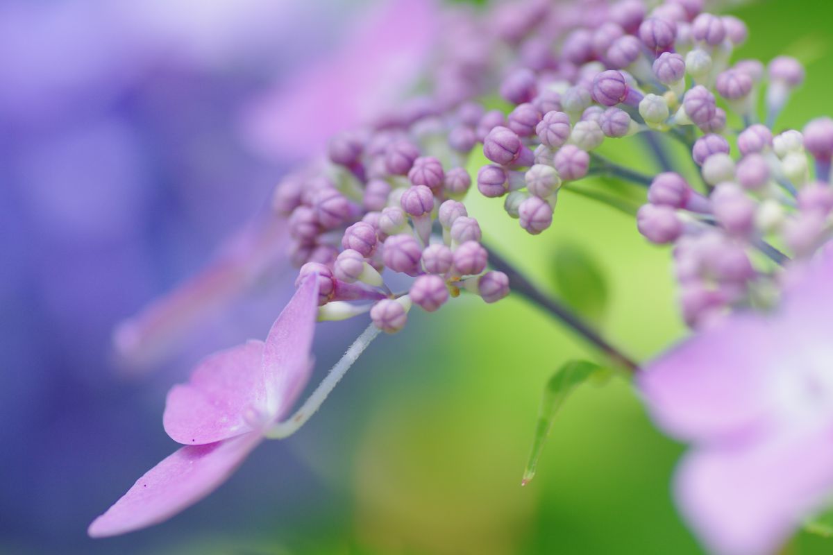 華手毬（はなてまり） | GANREF