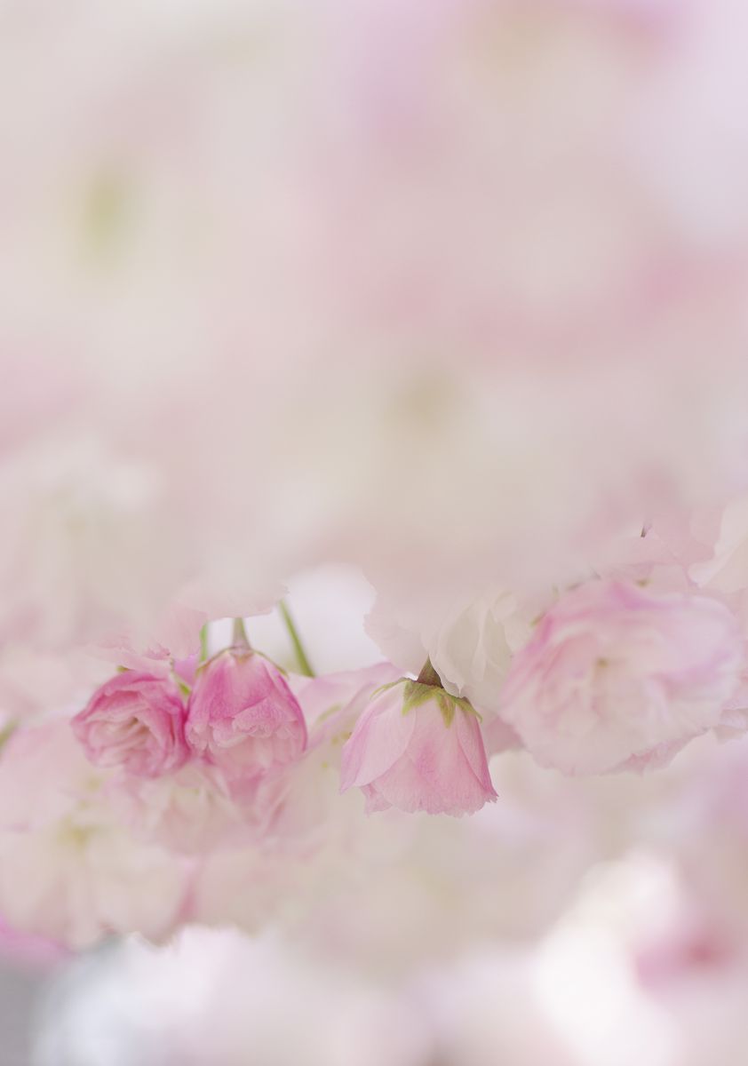 ピンクのBell | GANREF