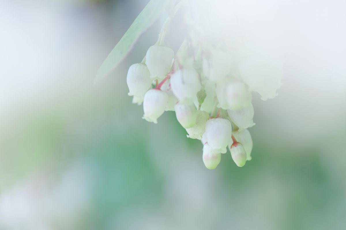 spring bell | GANREF