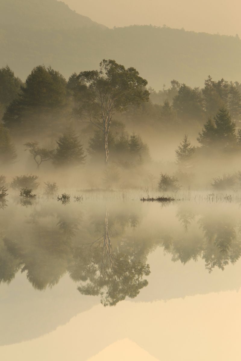 Inverted Image | GANREF