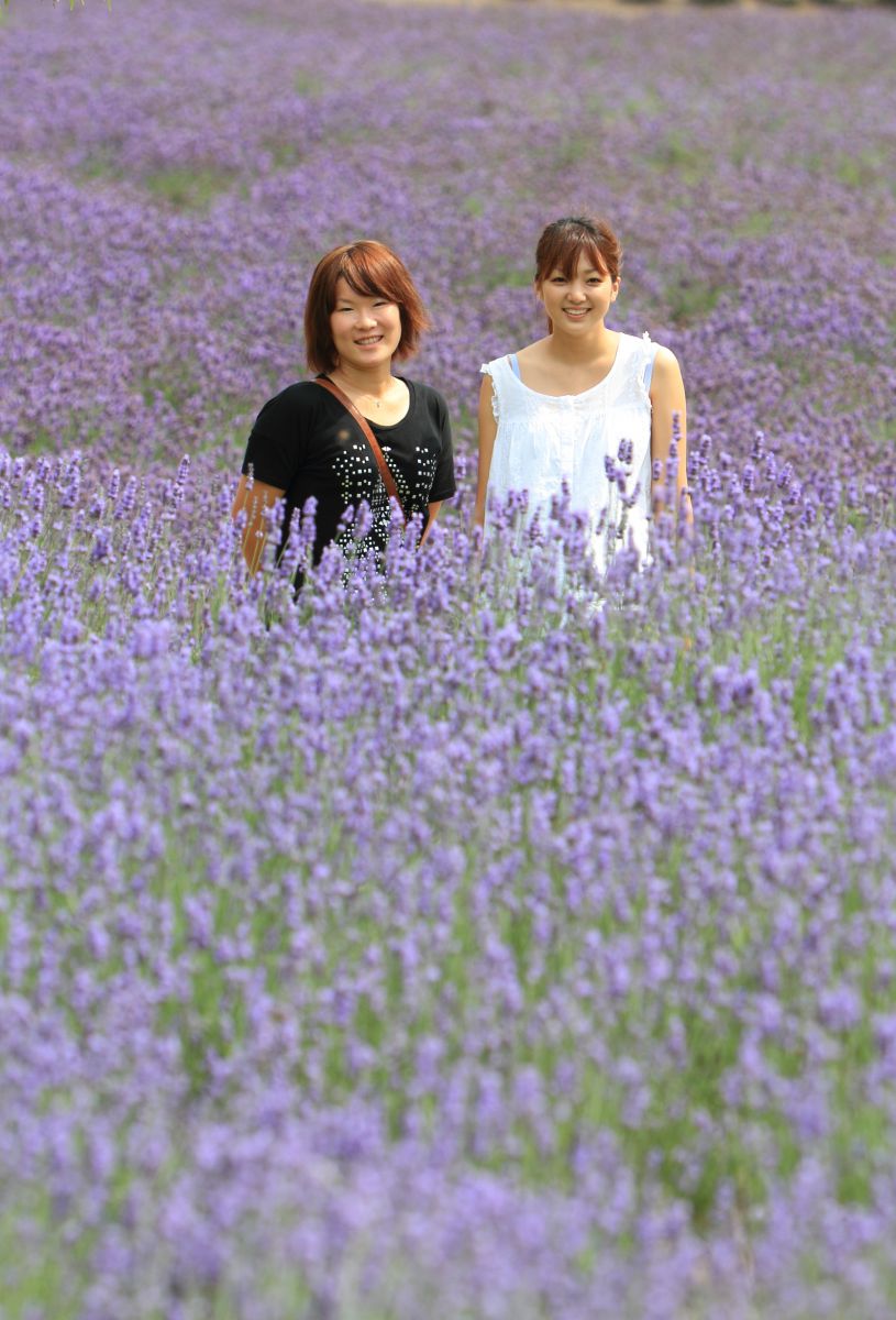 美瑛Ⅱ ＜Lavender Girls＞ | GANREF