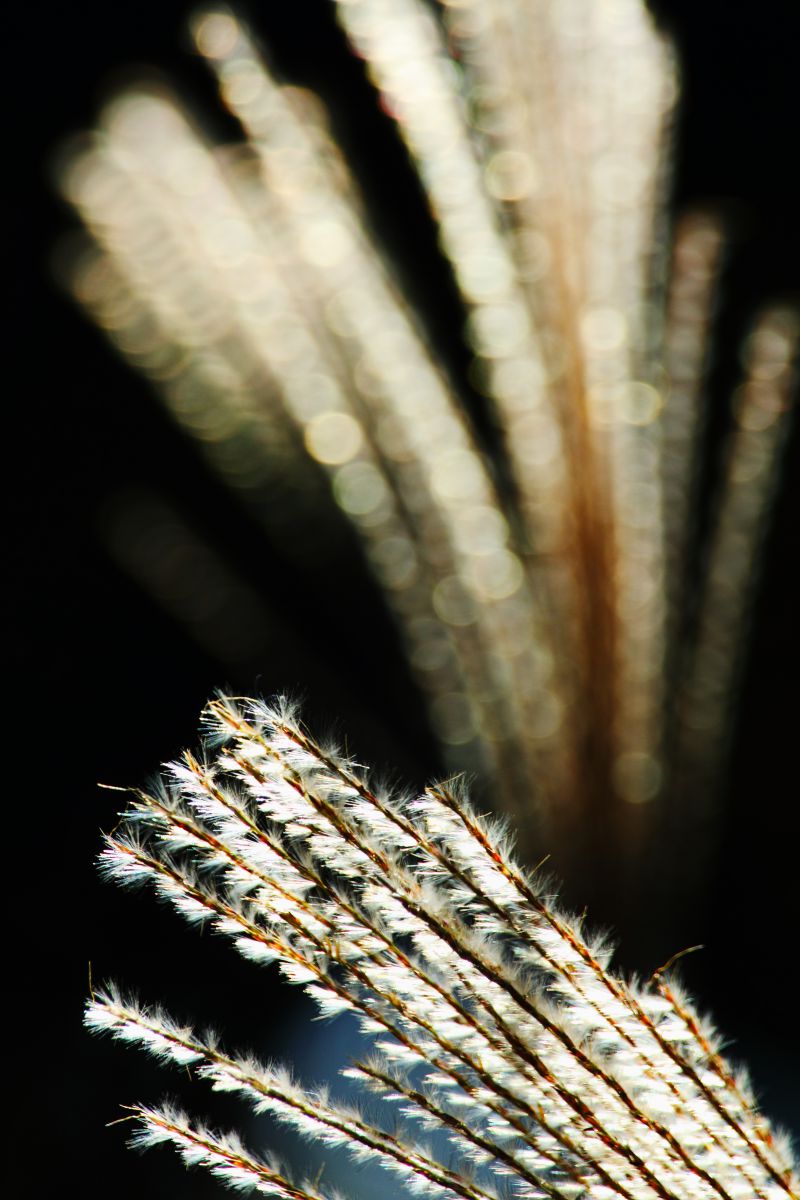 弾ける秋光☆ | GANREF