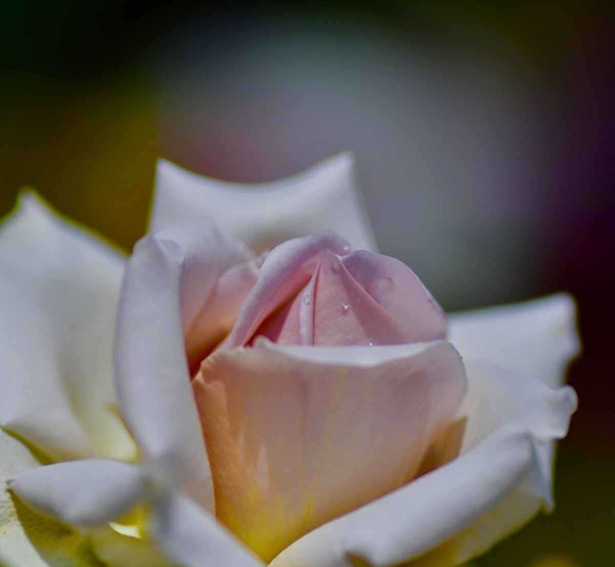 花奈ガーデン7 | GANREF