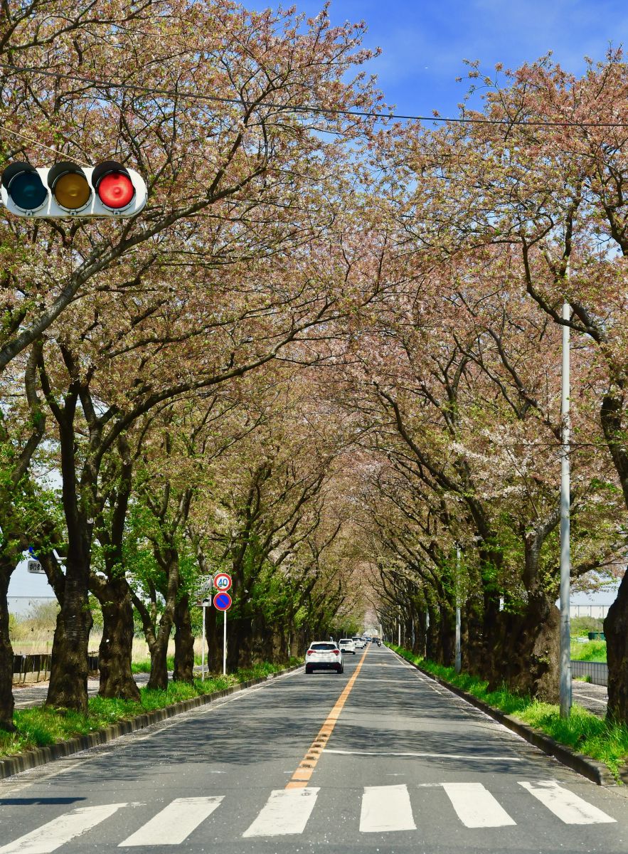 海軍道路の桜 | GANREF